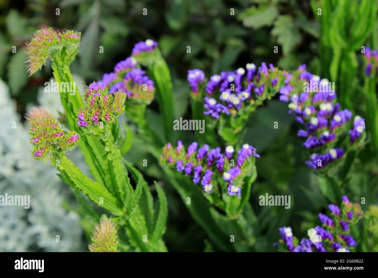 Green botanics hi-res stock photography and images - Alamy