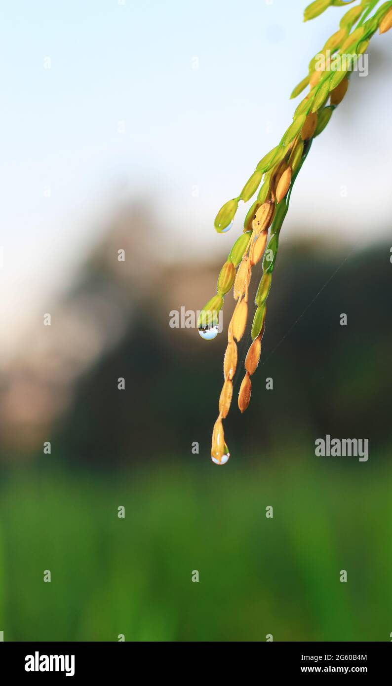 Rice field in Bangladesh, nature food landscape background. Drop water ...