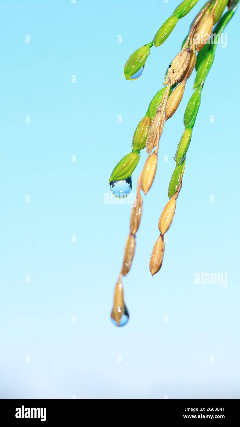 Rice field in Bangladesh, nature food landscape background. Drop water ...