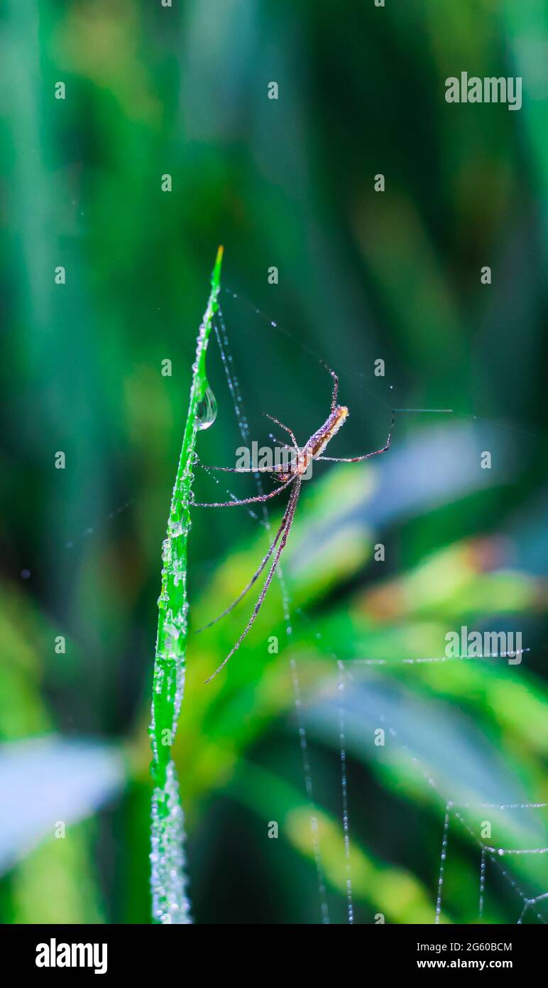 Spider sitting on the grass with green background. Dewdrops on spider ...