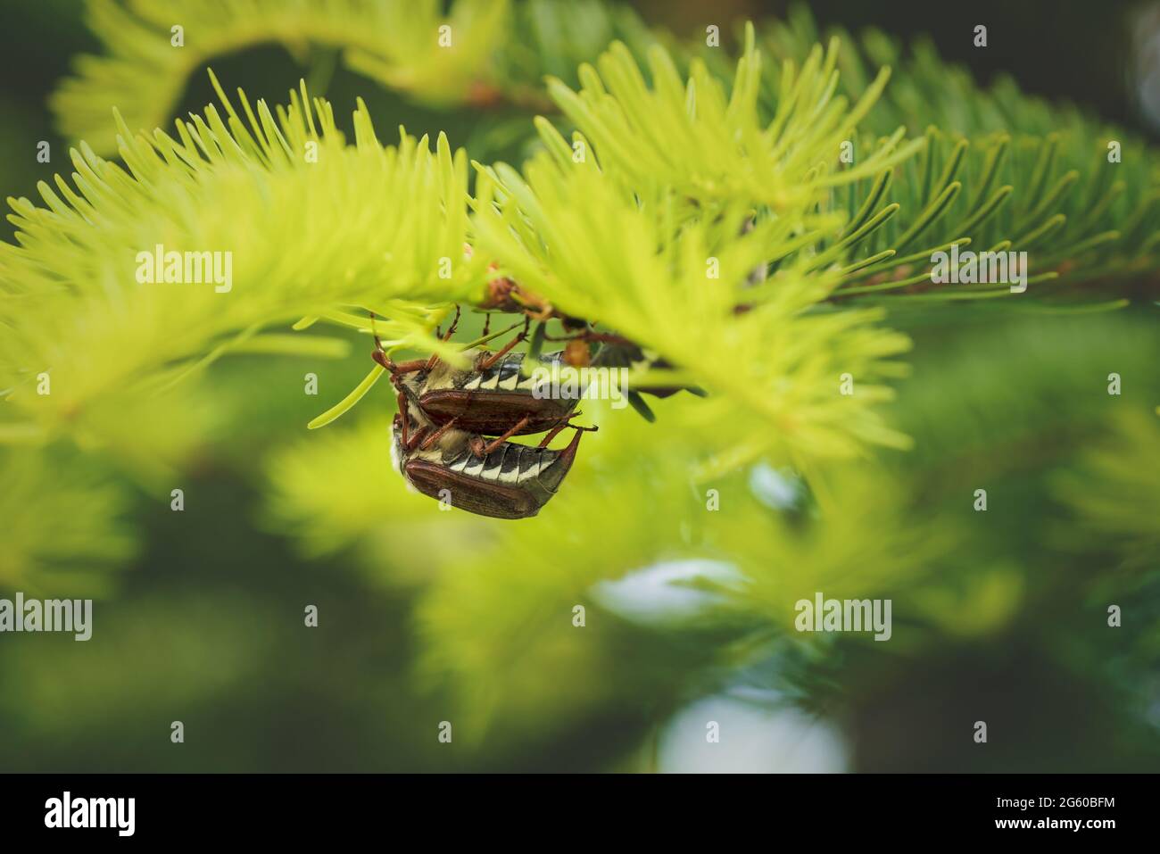 Two cockchafers mating hi-res stock photography and images - Alamy