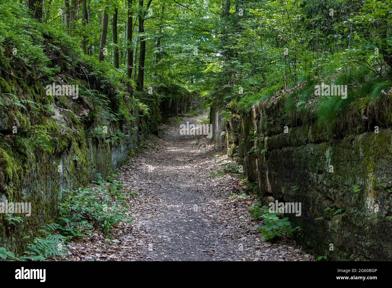 Forest path with trees over stone walls Stock Photo - Alamy