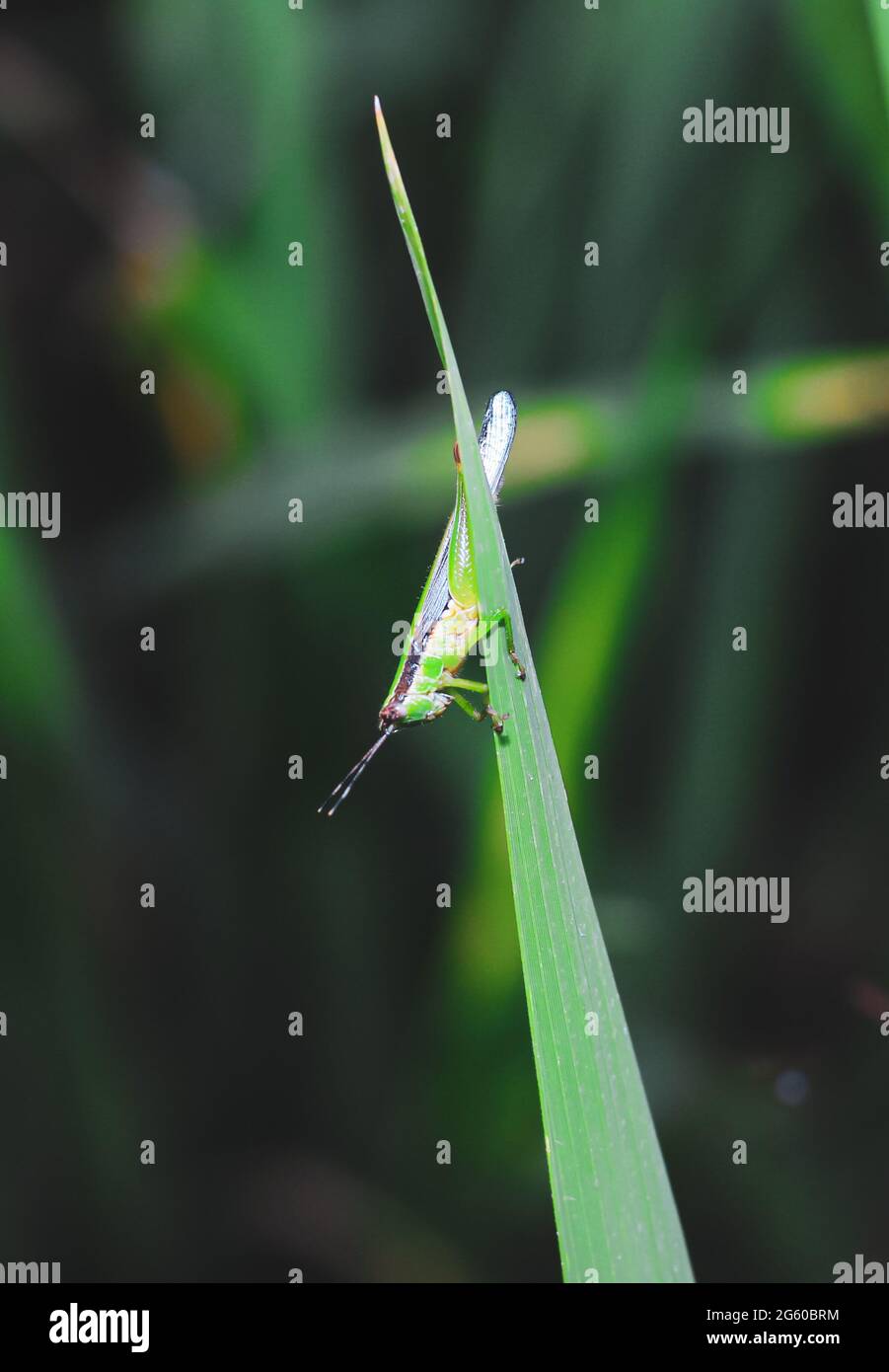 Beautiful grasshopper on the grass on a blurred background. Grasshopper ...