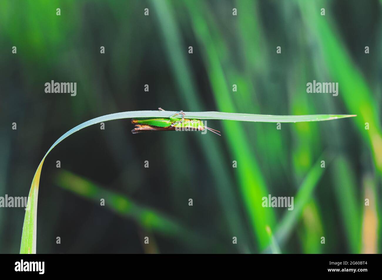 Beautiful grasshopper on the grass on a blurred background. Grasshopper ...