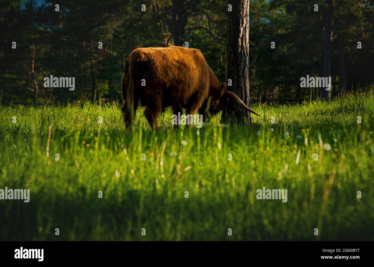 Cow rubbing hi-res stock photography and images - Alamy