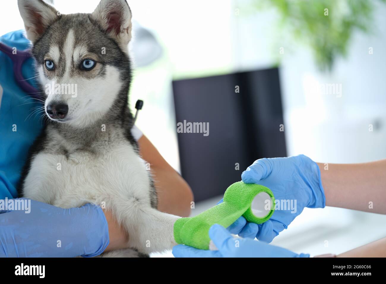 Dog broken paw hi-res stock photography and images - Alamy
