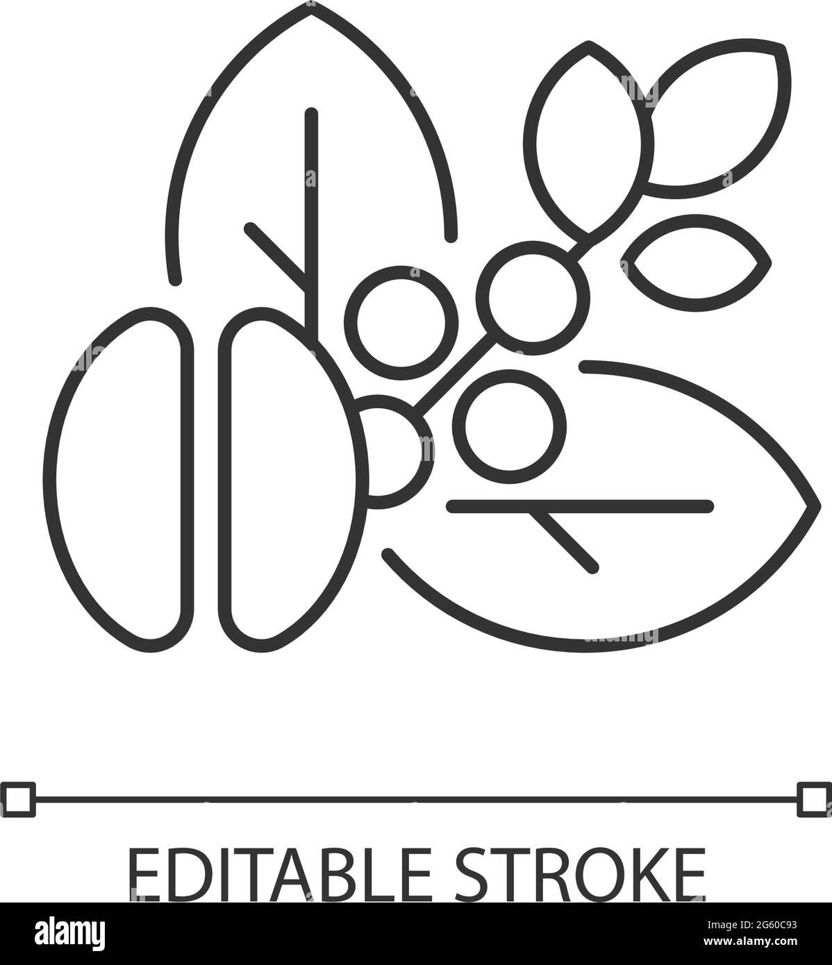 Raw coffee beans linear icon Stock Vector Image & Art - Alamy