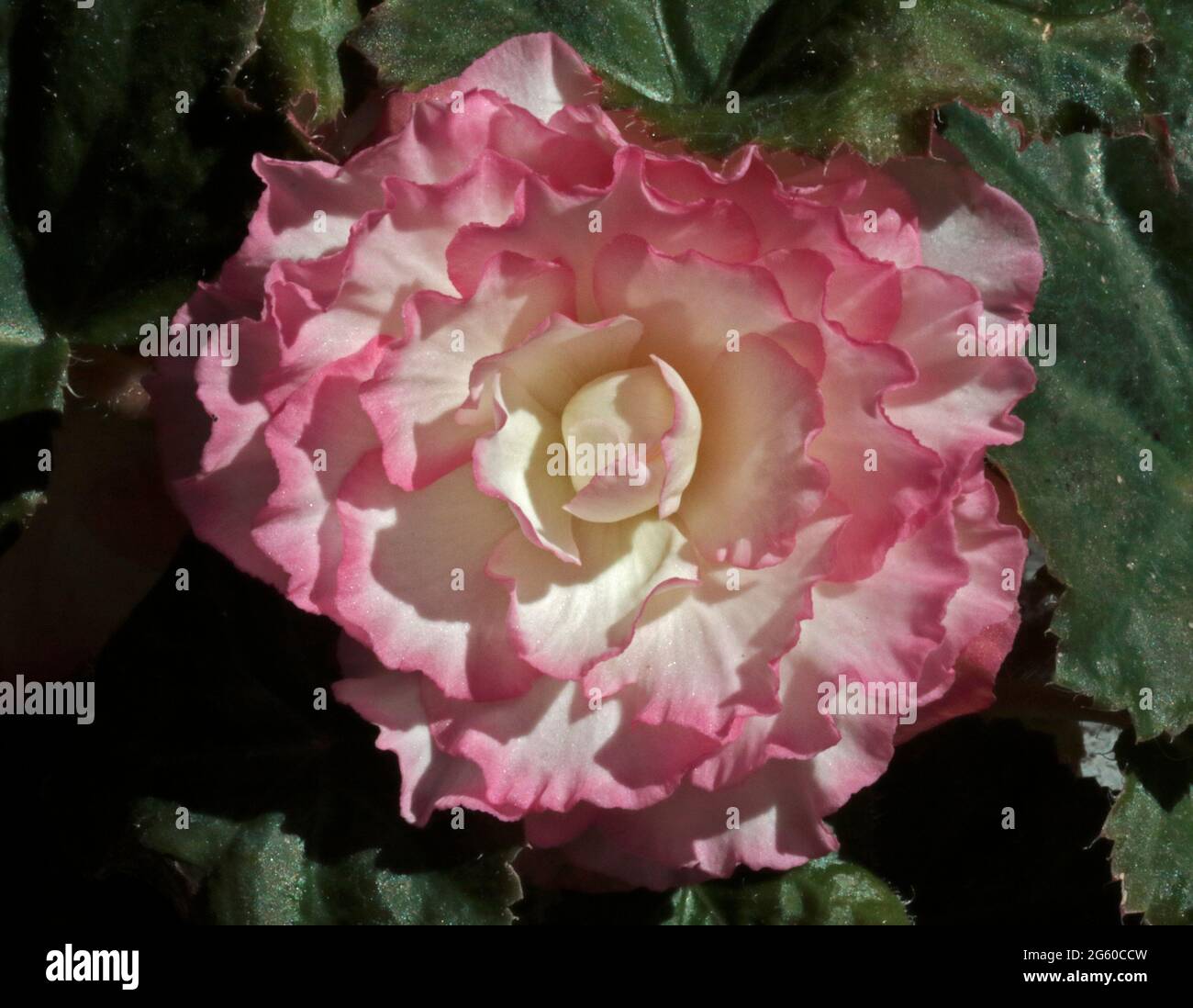 Begonia Non-Stop Rose Petticoat Stock Photo - Alamy