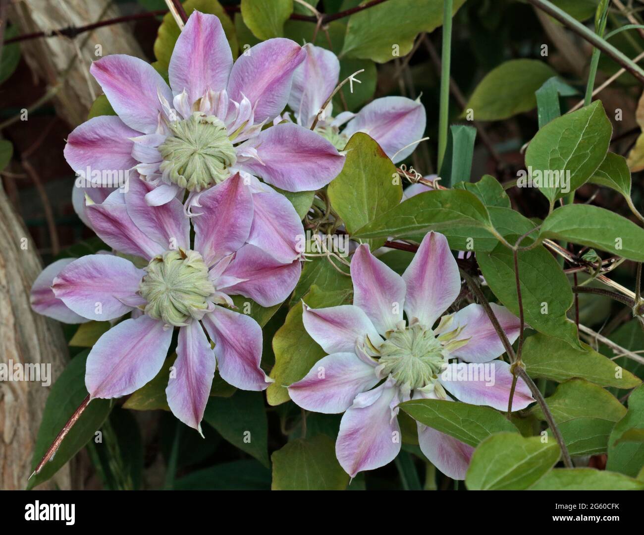 Flower josephine hi-res stock photography and images - Alamy