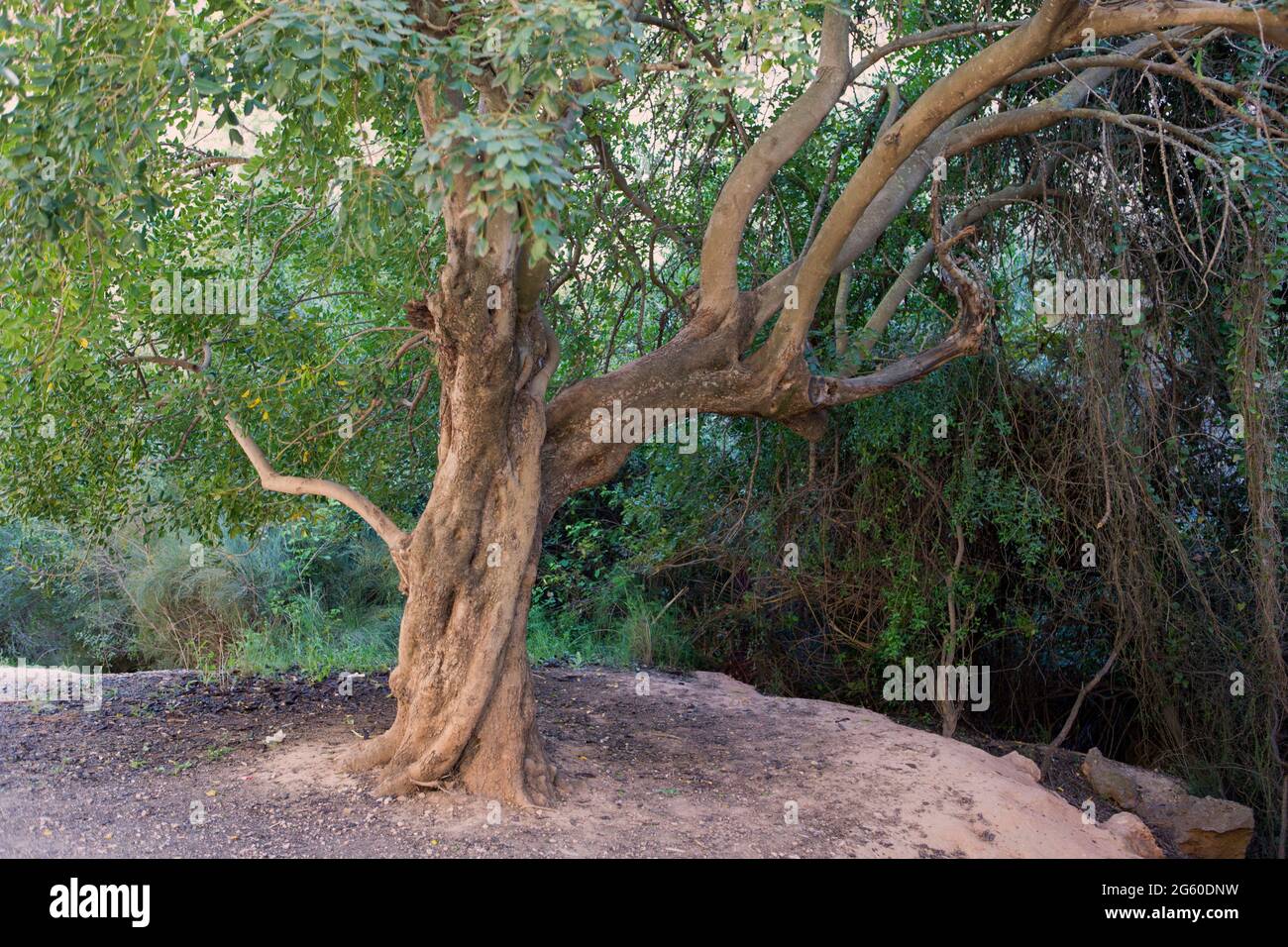 Dioica trunk hi-res stock photography and images - Alamy