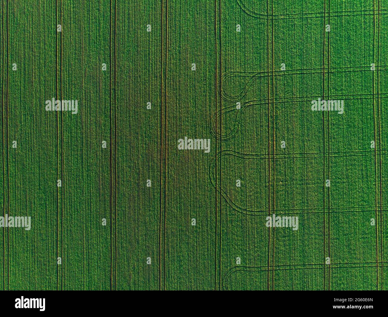 Aerial top view of the green field. Agriculture concept Stock Photo - Alamy