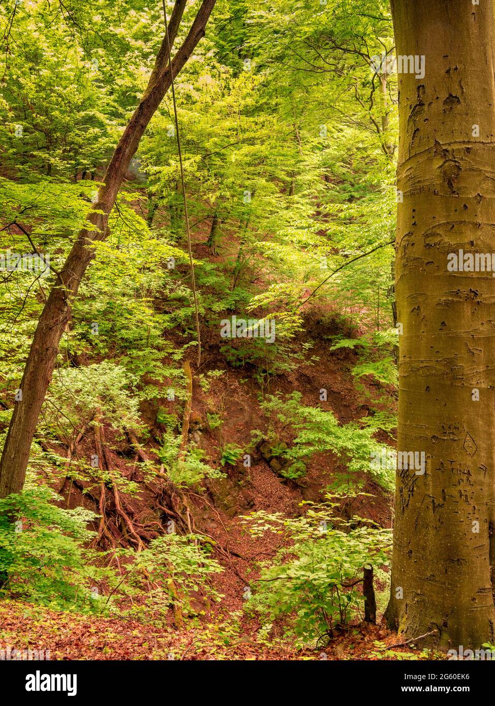 Trees wind blows on nature hi-res stock photography and images - Alamy
