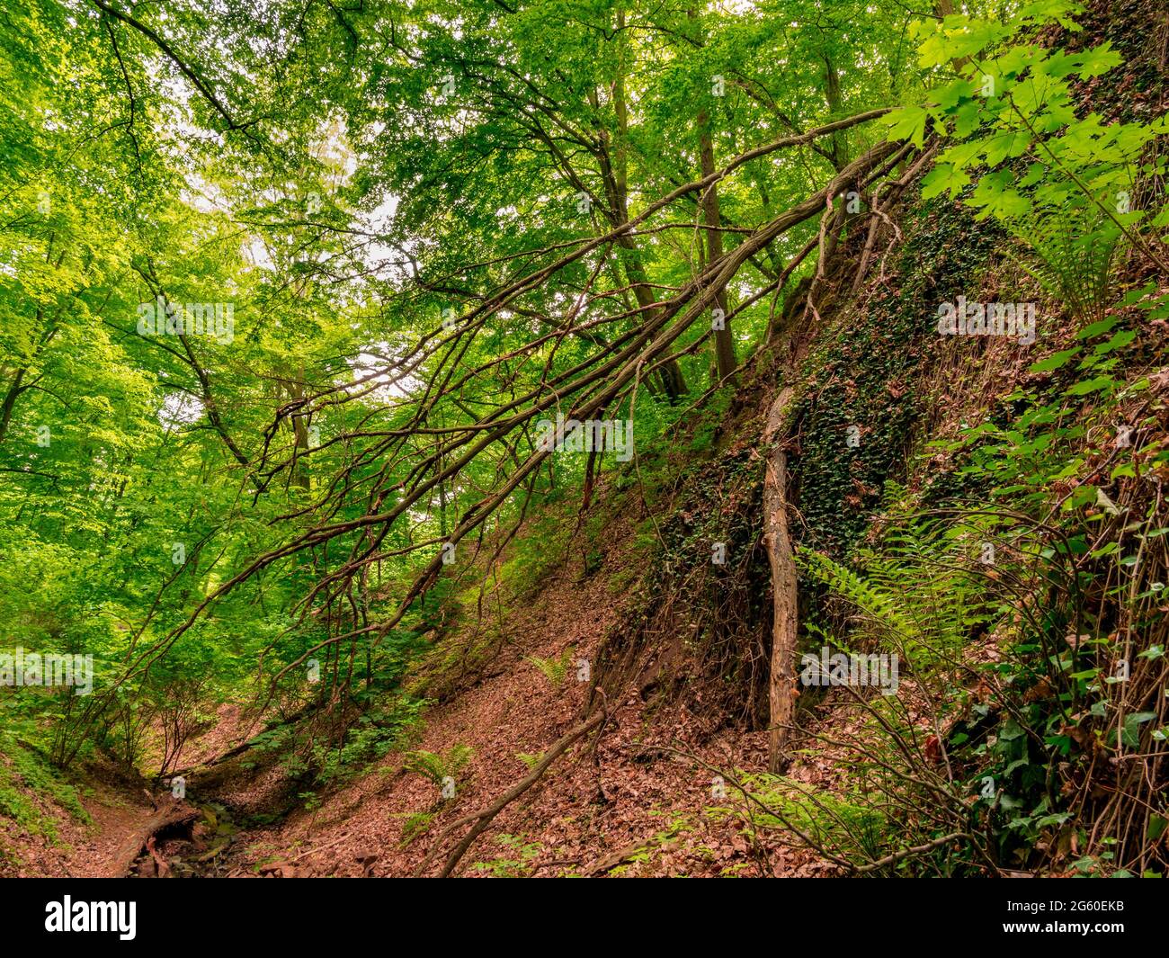 Old dry tree hanging on the side of a forest ravine with a creek Stock ...