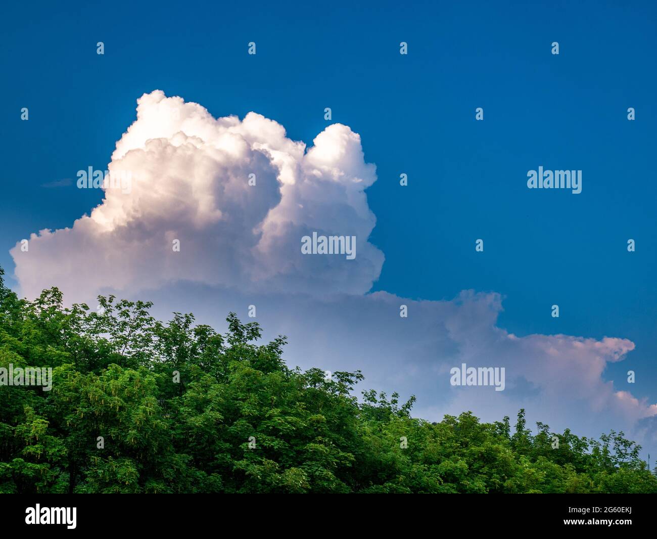 Massive rain cloud, Cumulonimbus, in the blue sky above the treetops ...