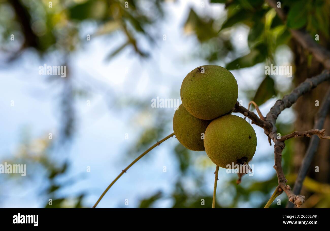 Walnuts orchard hi-res stock photography and images - Alamy