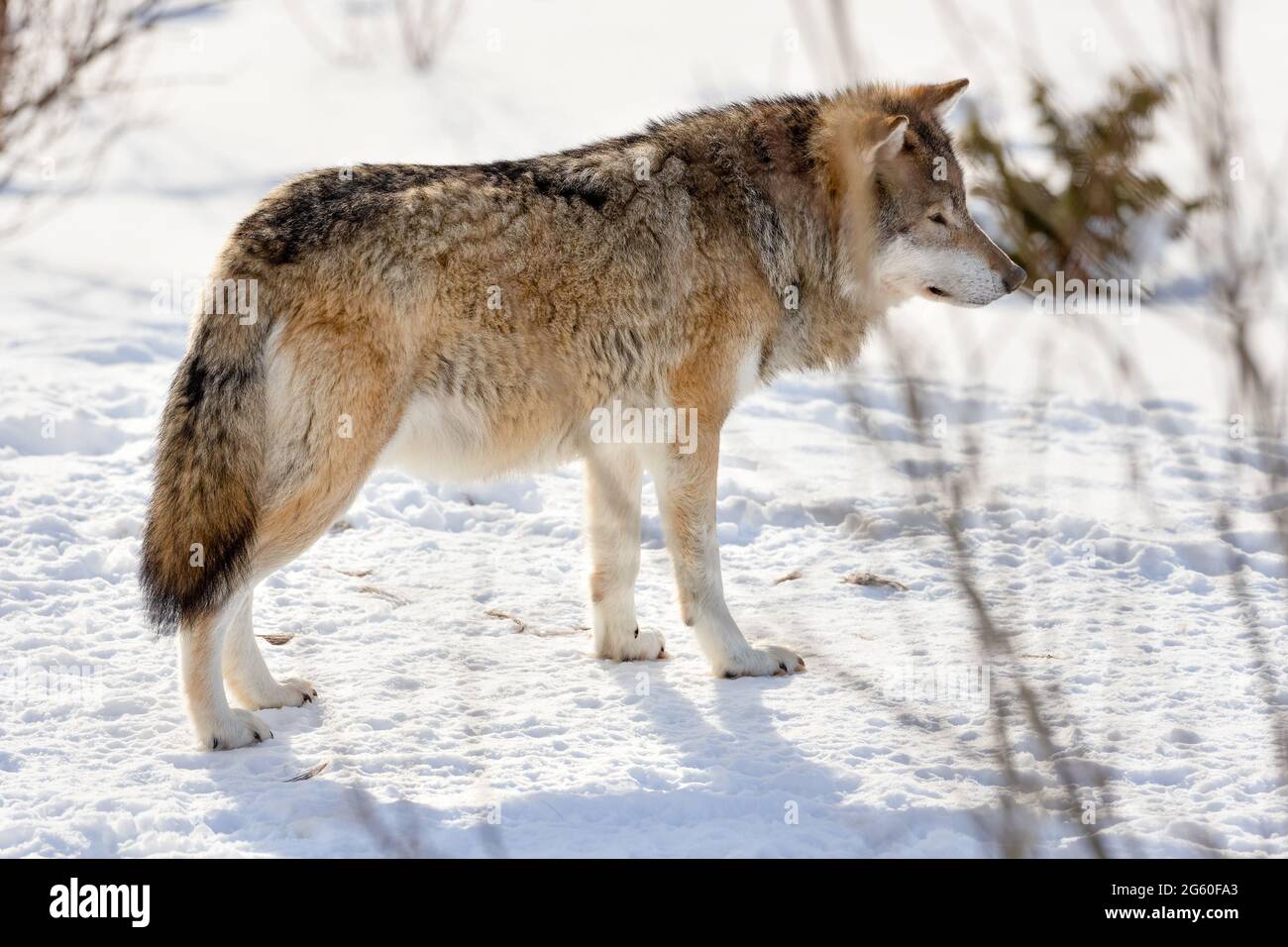 Side view of Eurasian wolf standing on snow Stock Photo - Alamy