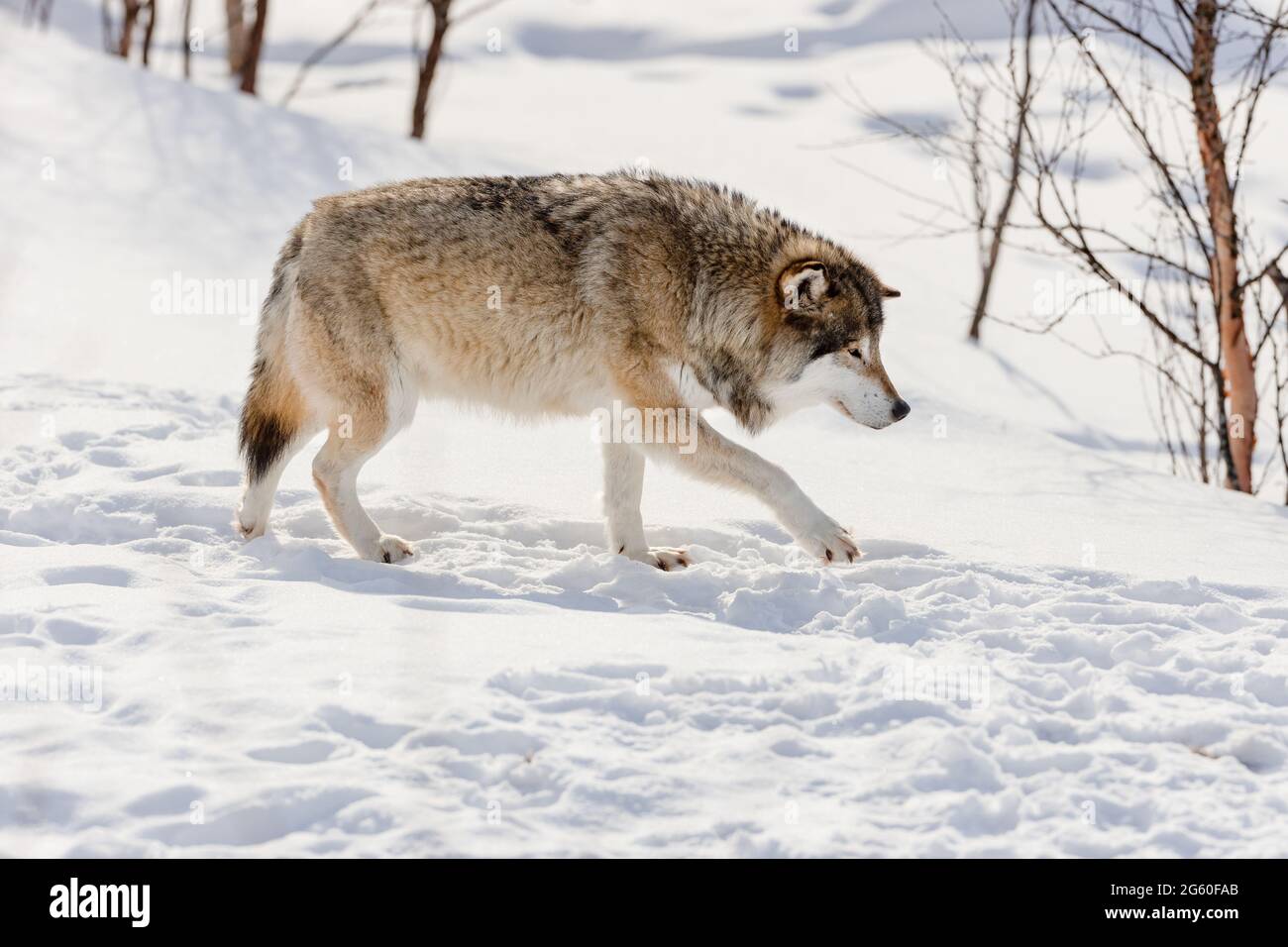 Gray Wolf Running Side View