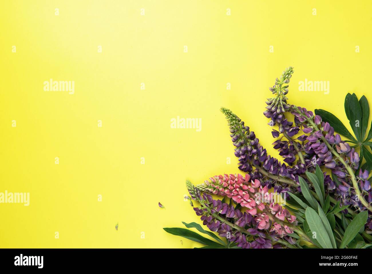 Yellow paper mockup for text with decor made of flower lupine Stock ...