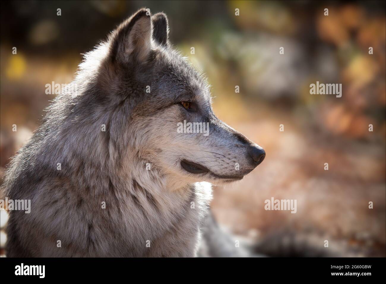 Timber wolf close up with fall colors in background Stock Photo - Alamy