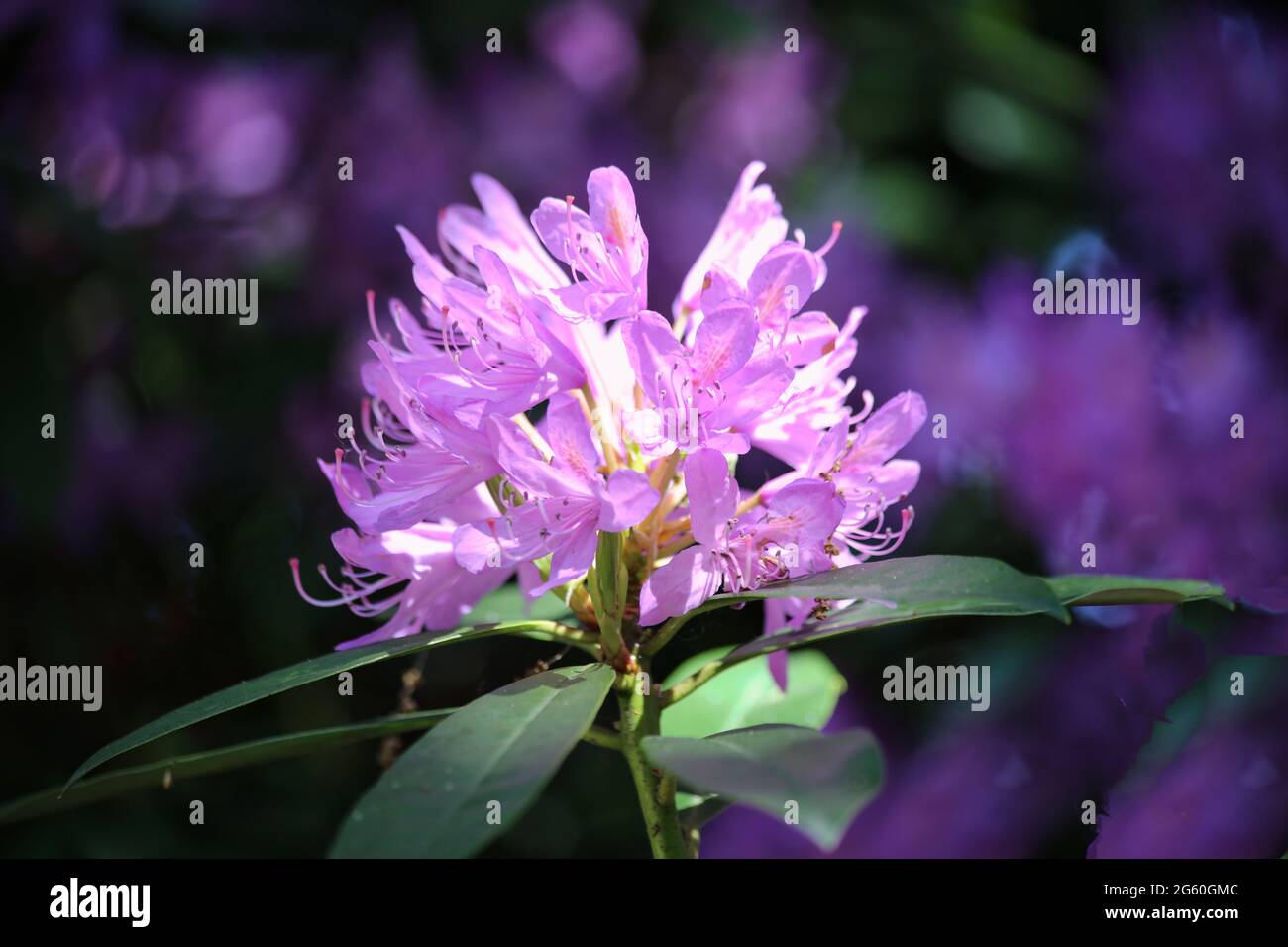 Rhododendron flowers in Spring Stock Photo - Alamy