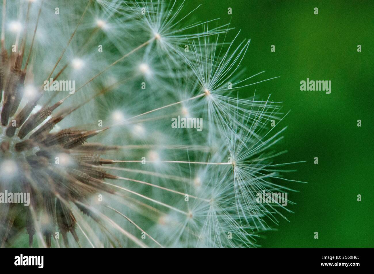 Dandelion seed head macro Stock Photo - Alamy