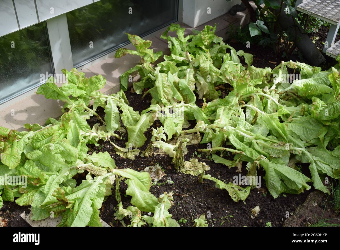 salad after the rain Stock Photo - Alamy