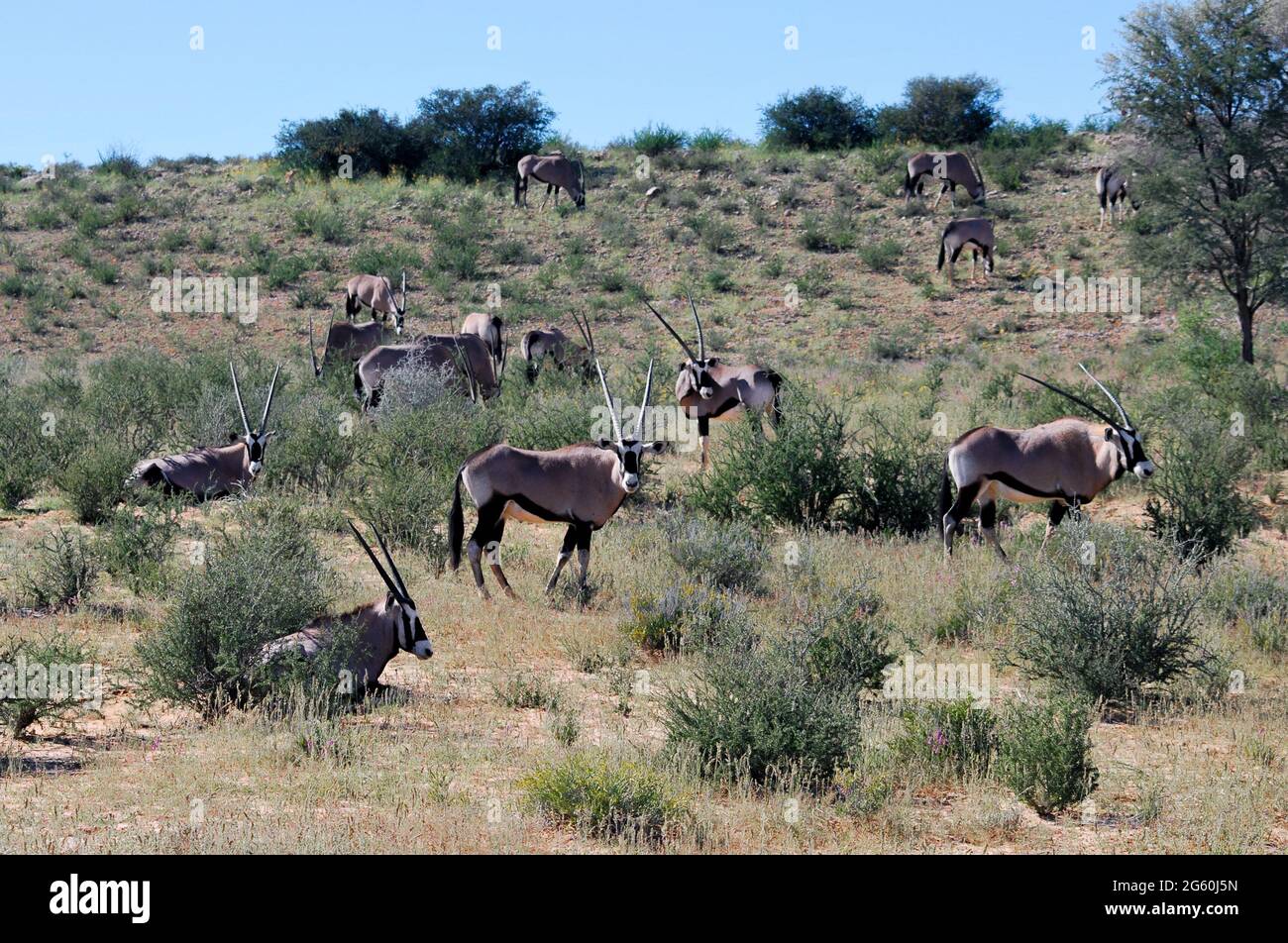 Herd of Gemsbuck Stock Photo - Alamy