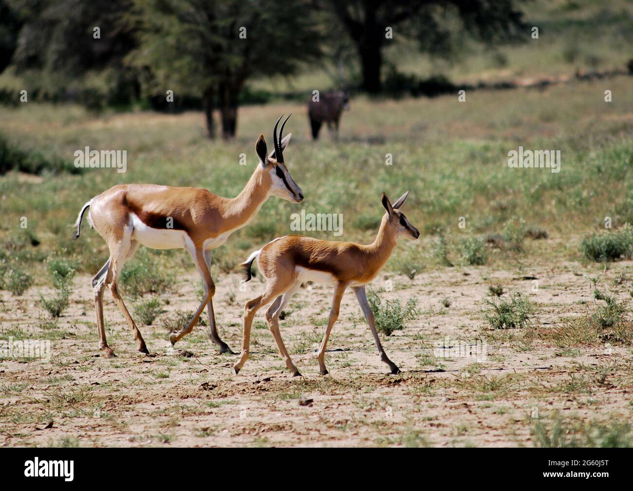Mom and baby Springbok walking Stock Photo - Alamy