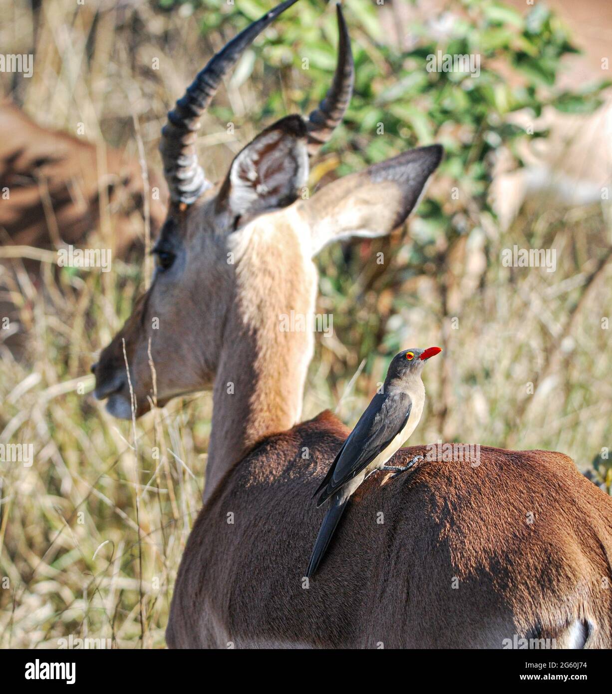 Red-billed Oxpecker cleaning Impale from ticks and flies Stock Photo ...