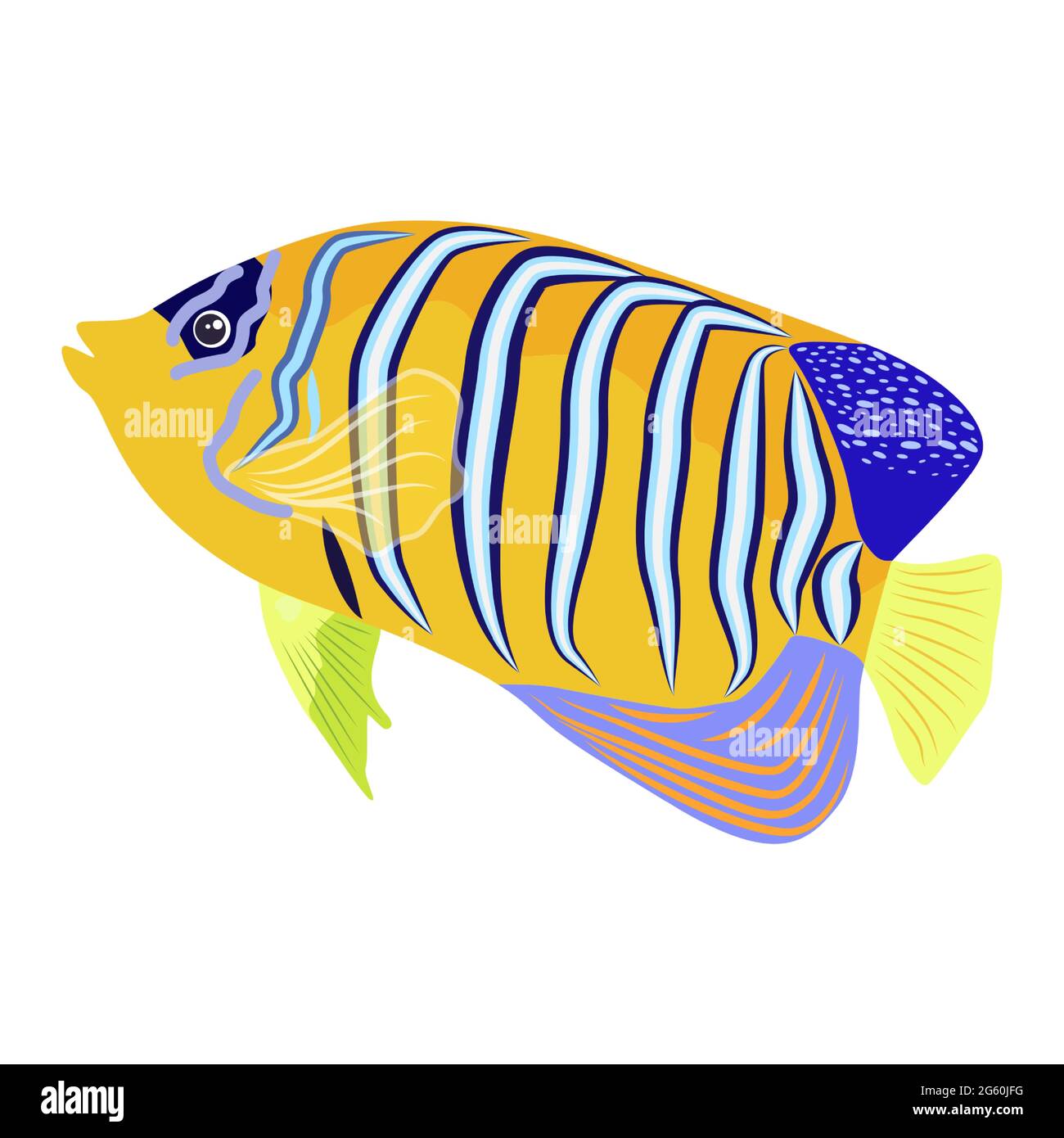Emperor angelfish Pomacanthus imperator on white, sea animal wildlife ...