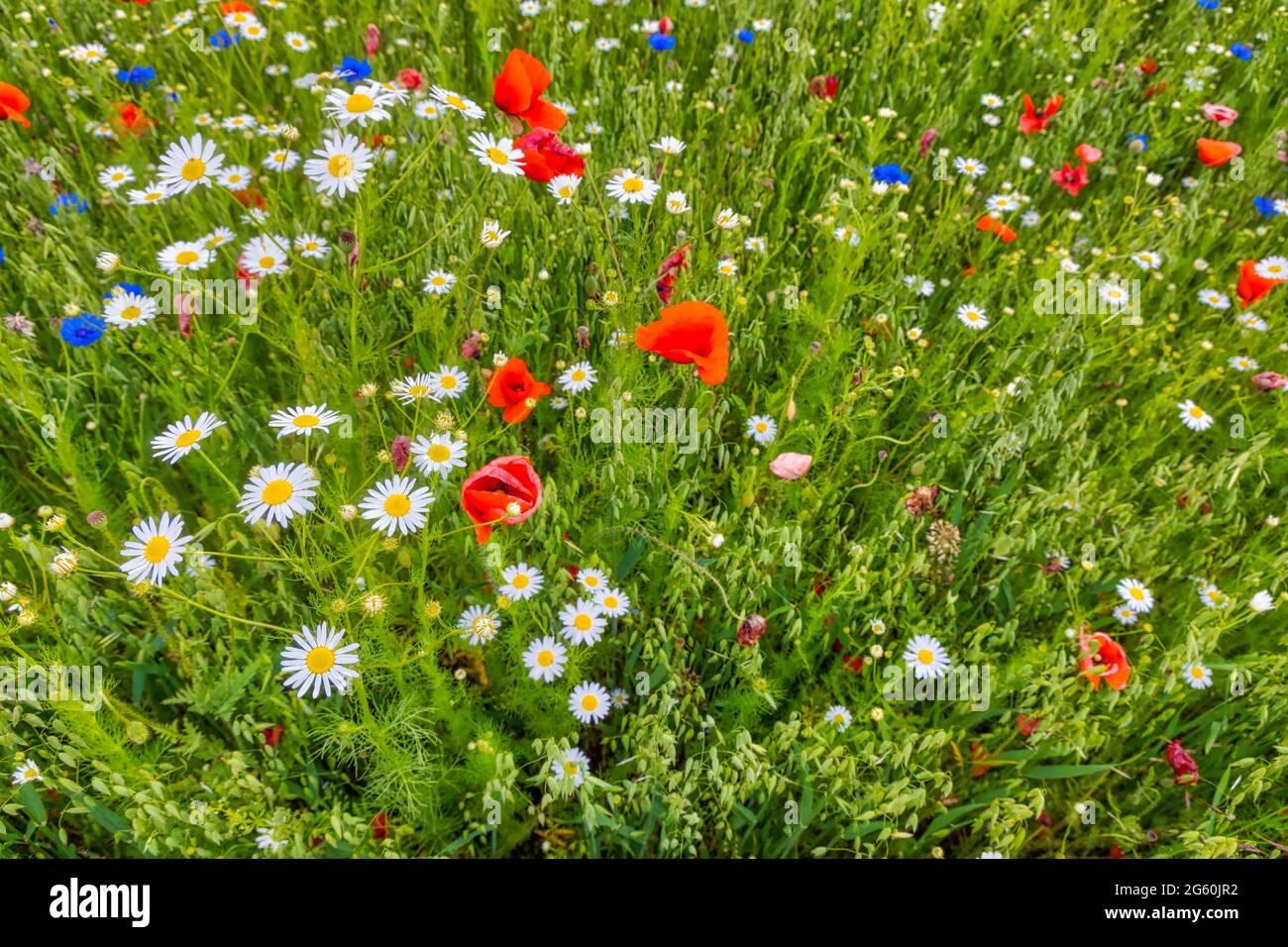 Felder und wiesen hi-res stock photography and images - Alamy