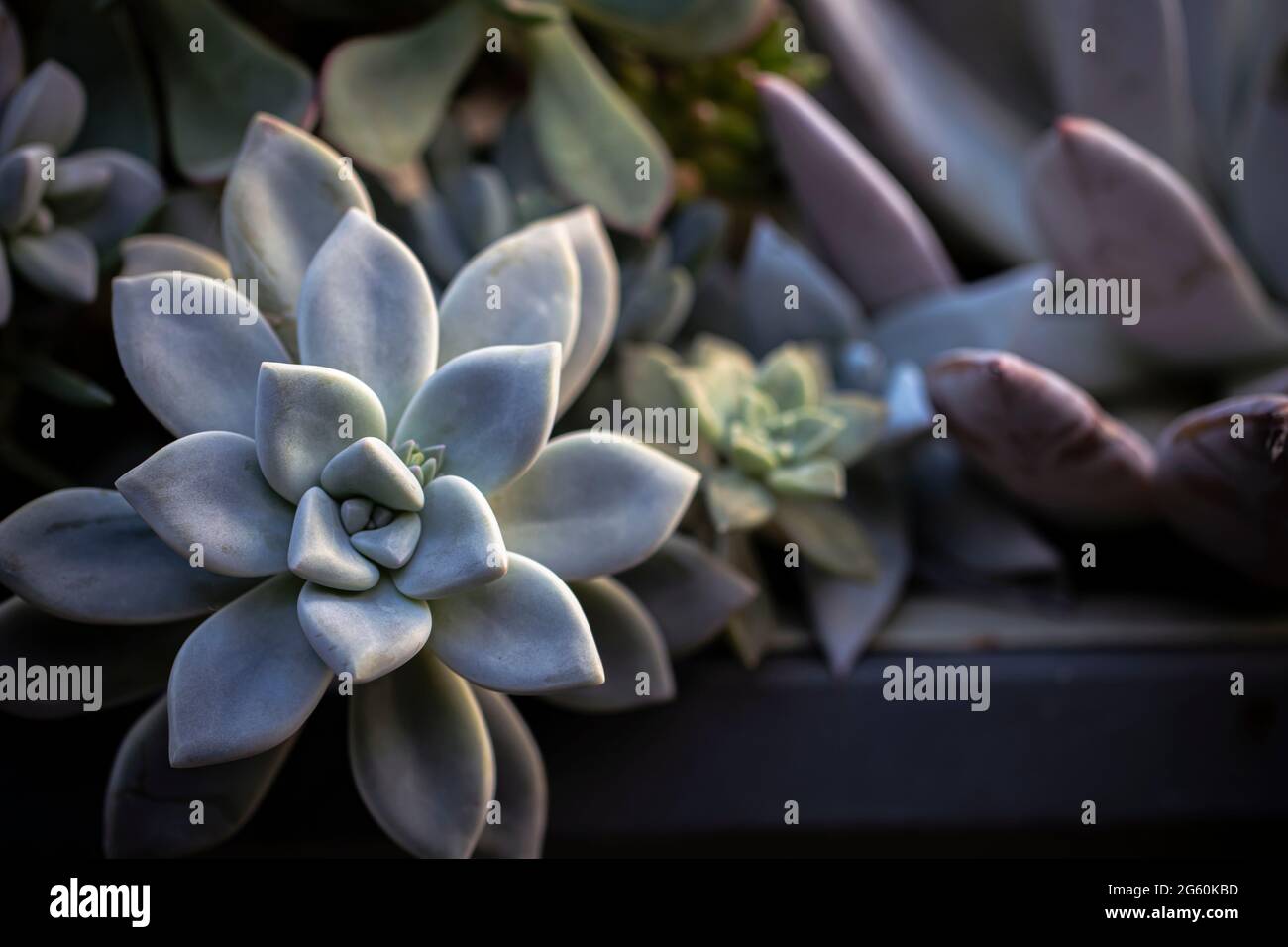 Houseplants ghost hi-res stock photography and images - Alamy