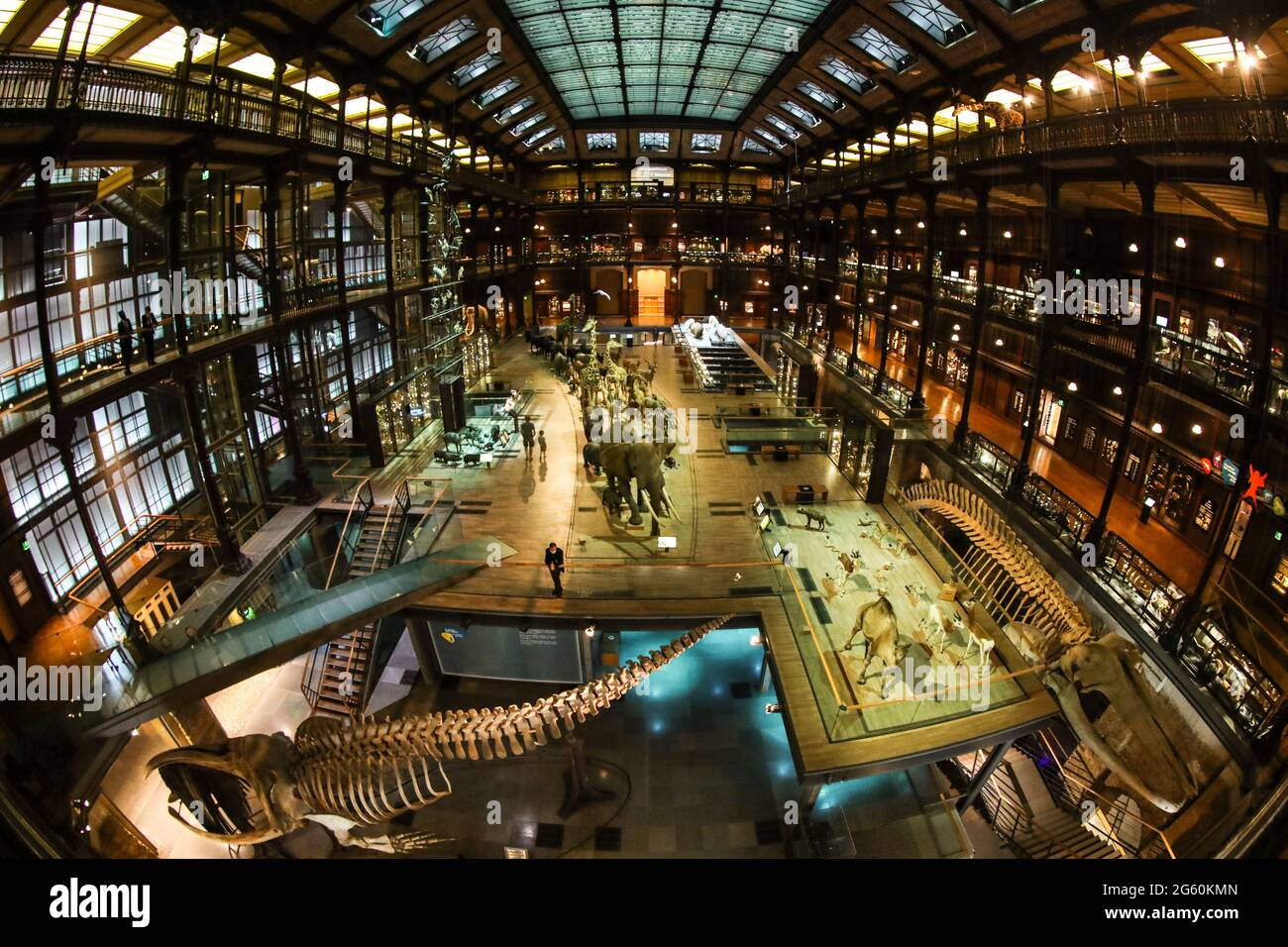 Evolution gallery hi-res stock photography and images - Alamy