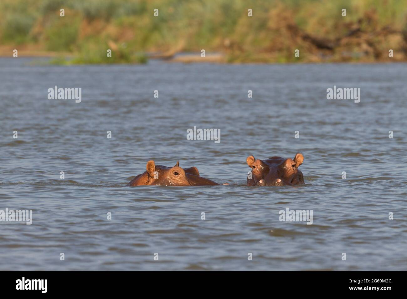 Two hippos, Hippopotamus amphibius, look at the camera Stock Photo - Alamy