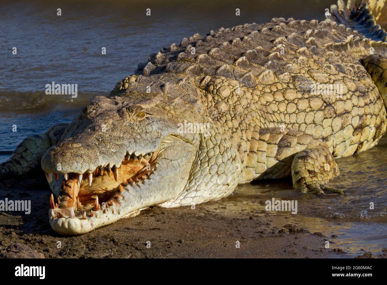 Crocodile side view hi-res stock photography and images - Alamy