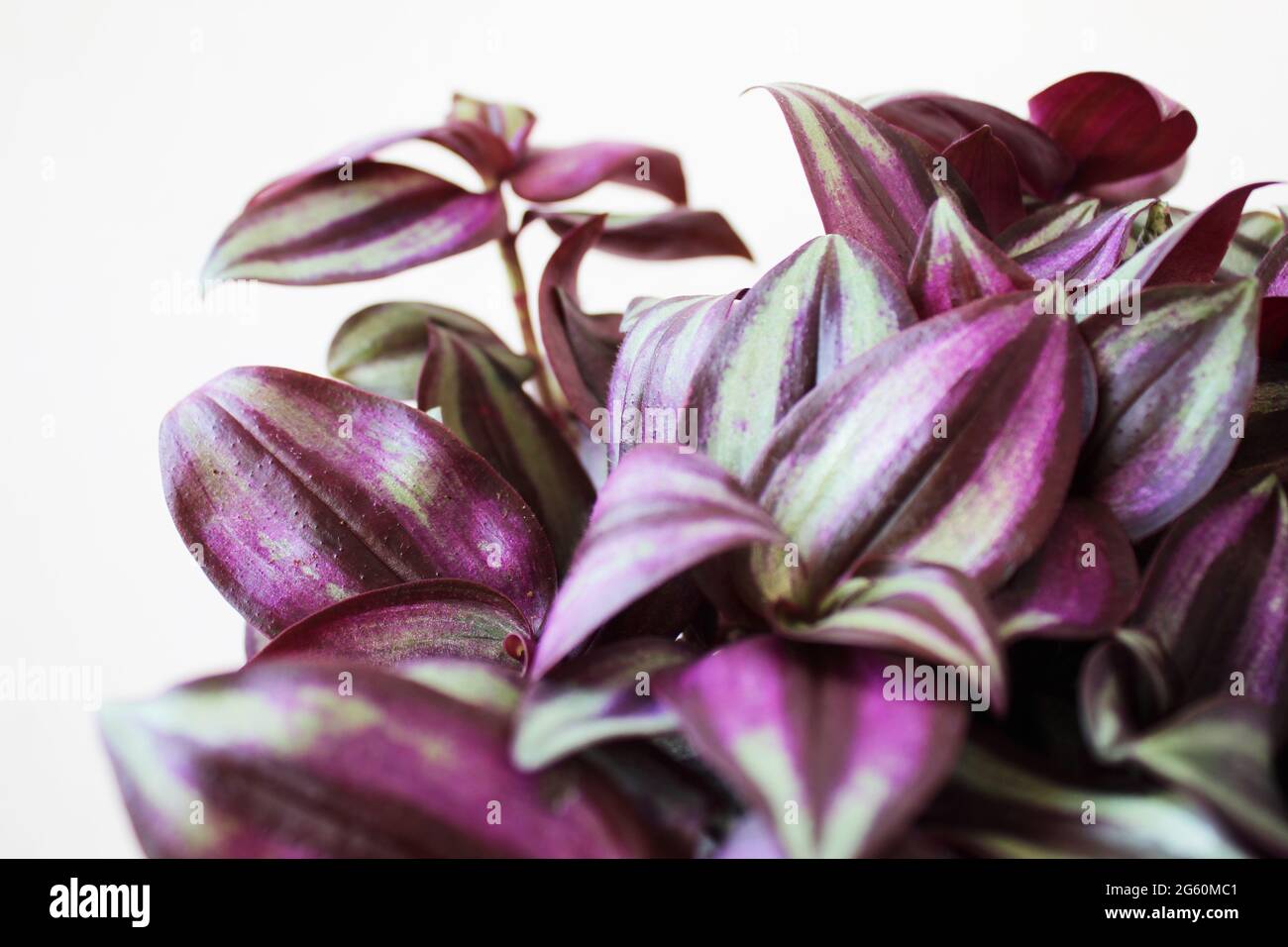 Tradescantia zebrina hi-res stock photography and images - Alamy