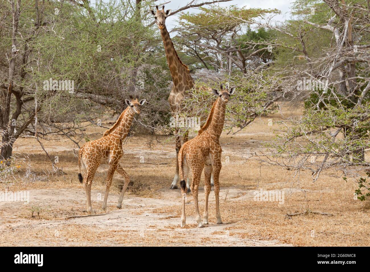 An adult Masai giraffe and two young look at the camera Stock Photo - Alamy