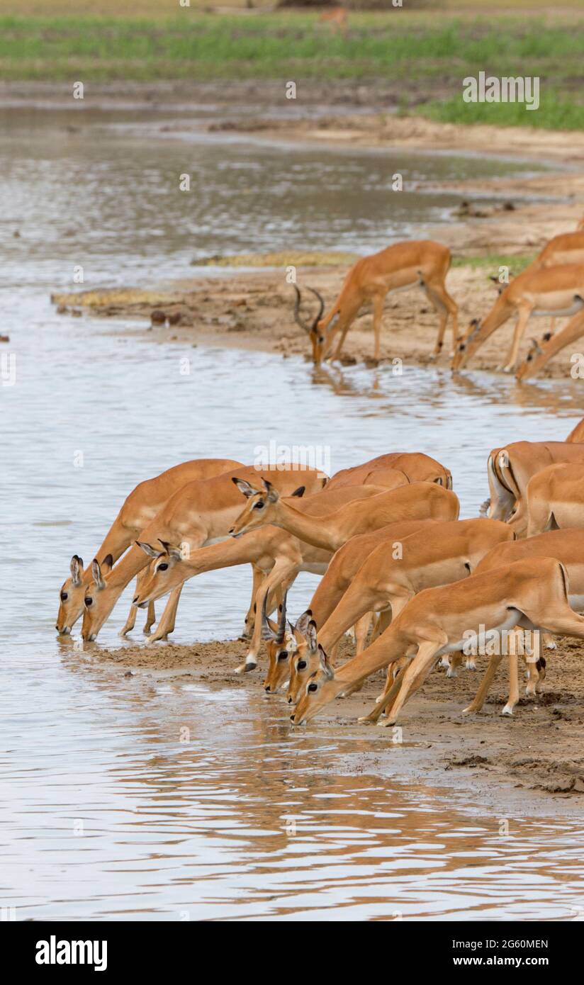 Male impala with herd hi-res stock photography and images - Alamy