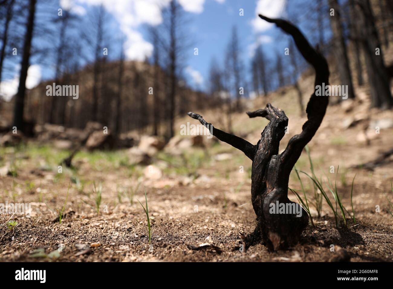 Burnt scar hi-res stock photography and images - Alamy