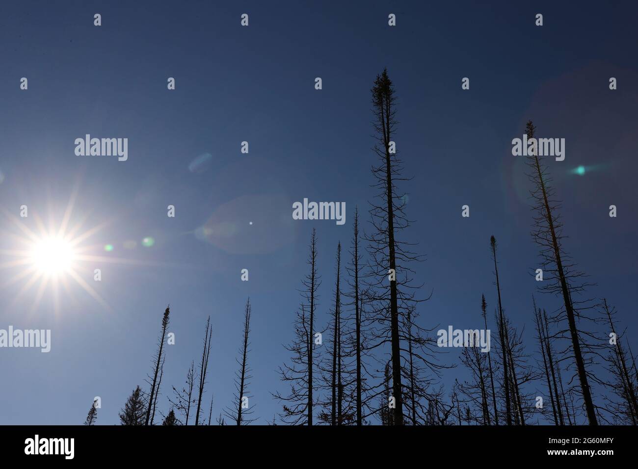 Burnt scar hi-res stock photography and images - Alamy