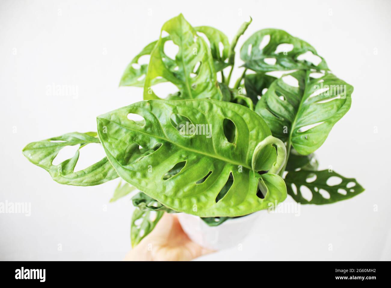 Monstera adansonii, also known as Monstera monkey mask Stock Photo - Alamy