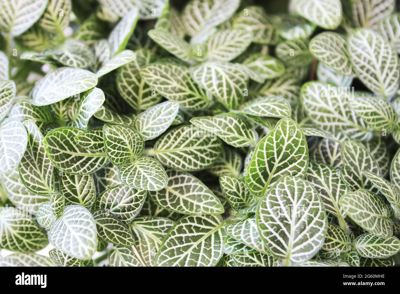 Fittonia albivenis hi-res stock photography and images - Alamy