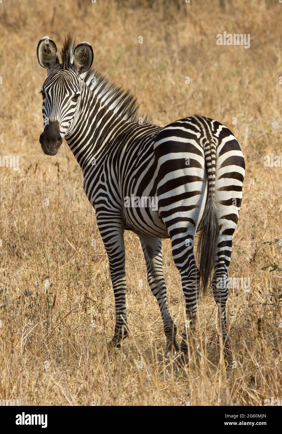 Zebra looking back hi-res stock photography and images - Alamy