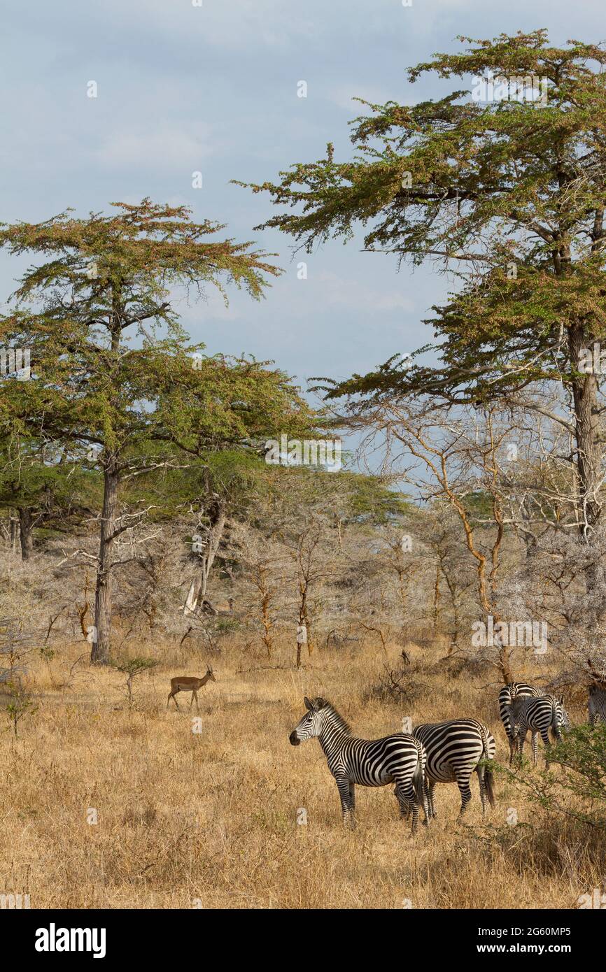 Zebra and impala hi-res stock photography and images - Alamy