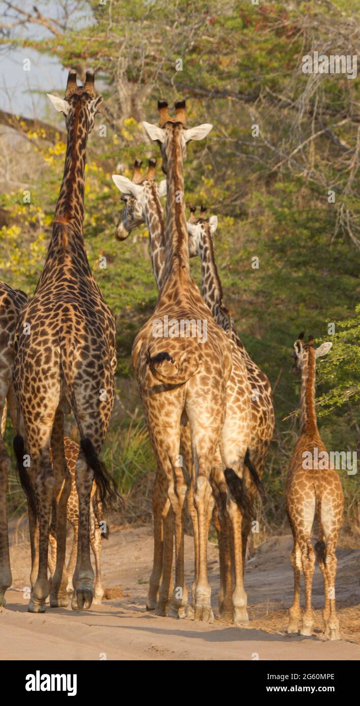 A rear view of adult Masai giraffes and a young calf Stock Photo - Alamy