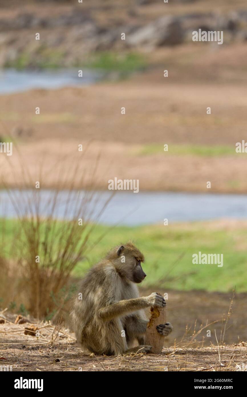 An adult yellow baboon eats the fruit of a sausage tree Stock Photo - Alamy
