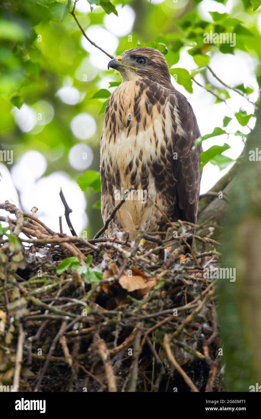 Buteo buteo common buzzard nest hi-res stock photography and images - Alamy