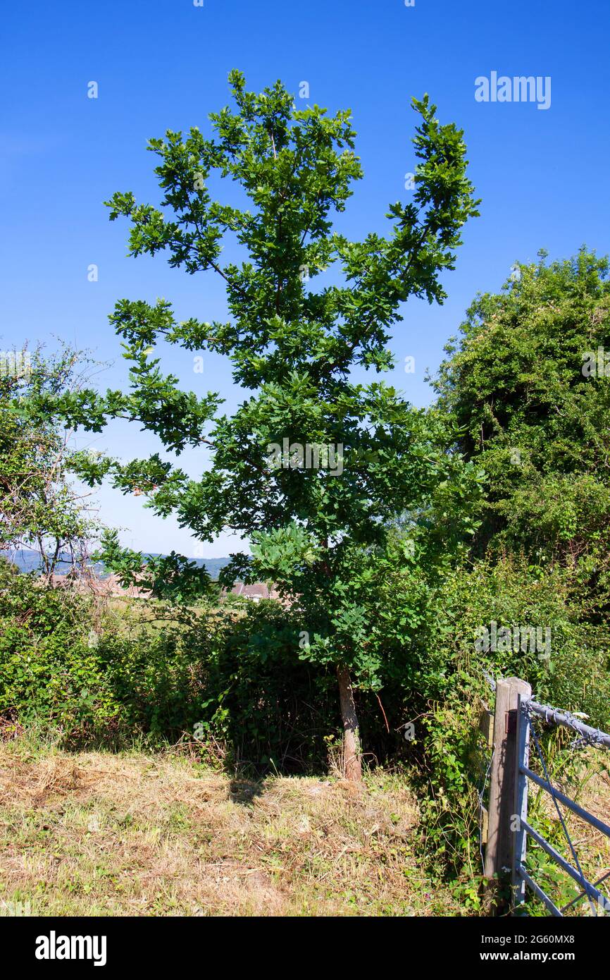 Beautiful young Oak Tree in the early stages of its life Stock Photo ...