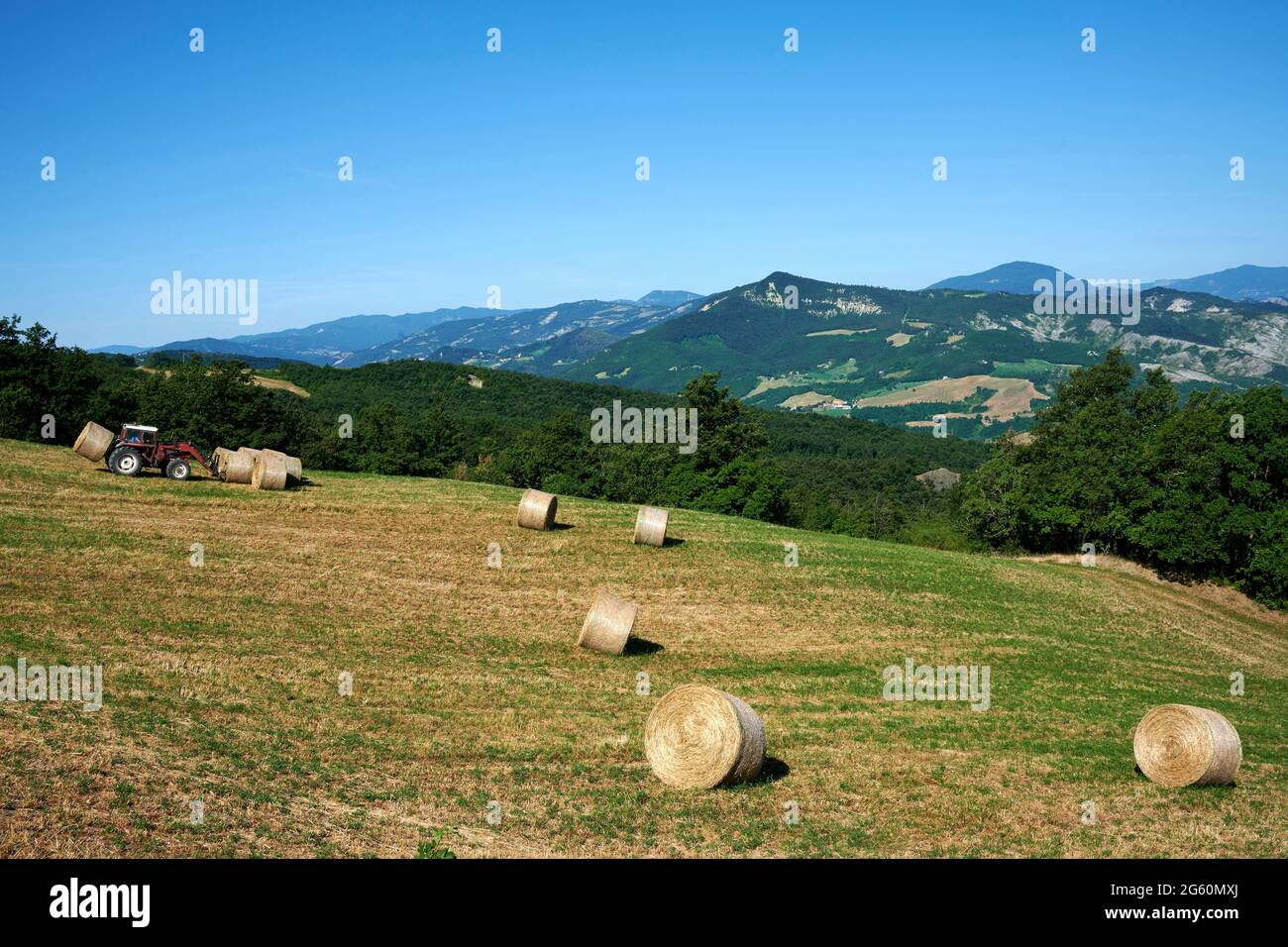Cassio (Pr), Italy, landscape with tree and straw bales on the hills of ...