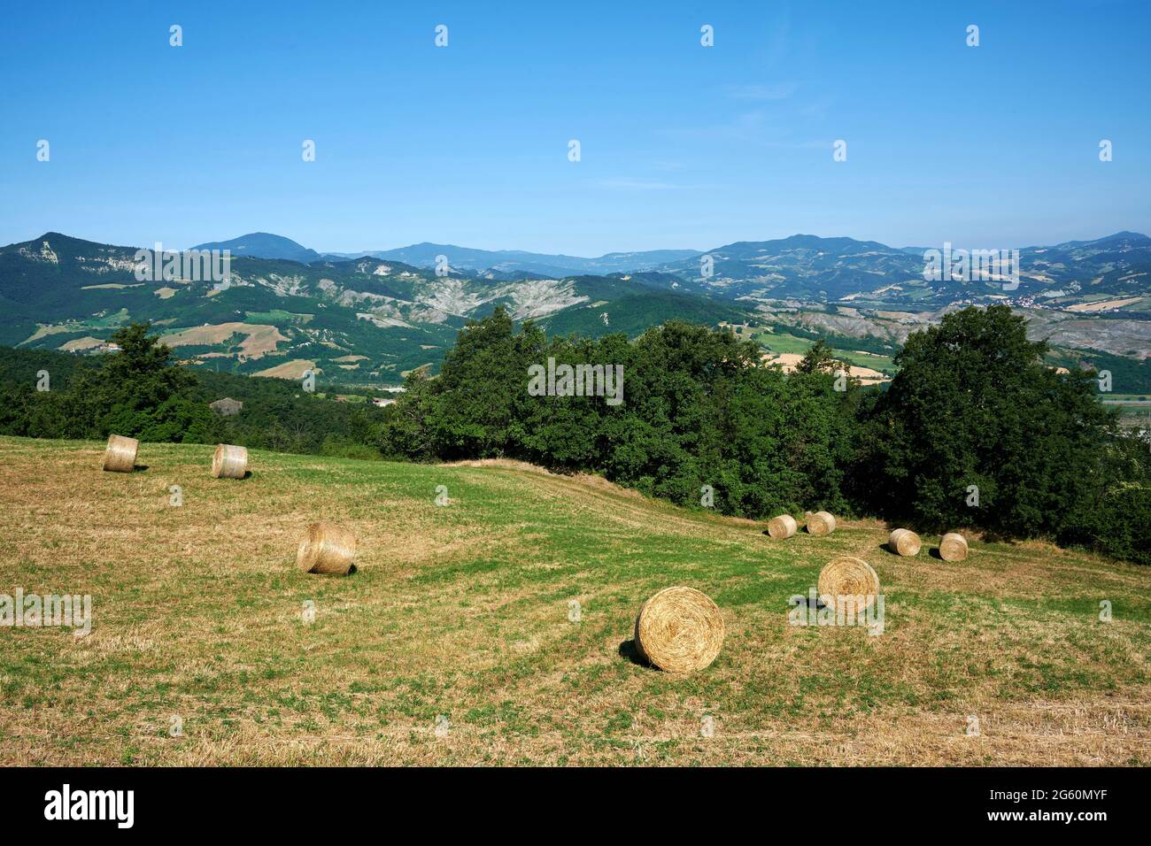 Cassio (Pr), Italy, landscape with tree and straw bales on the hills of ...